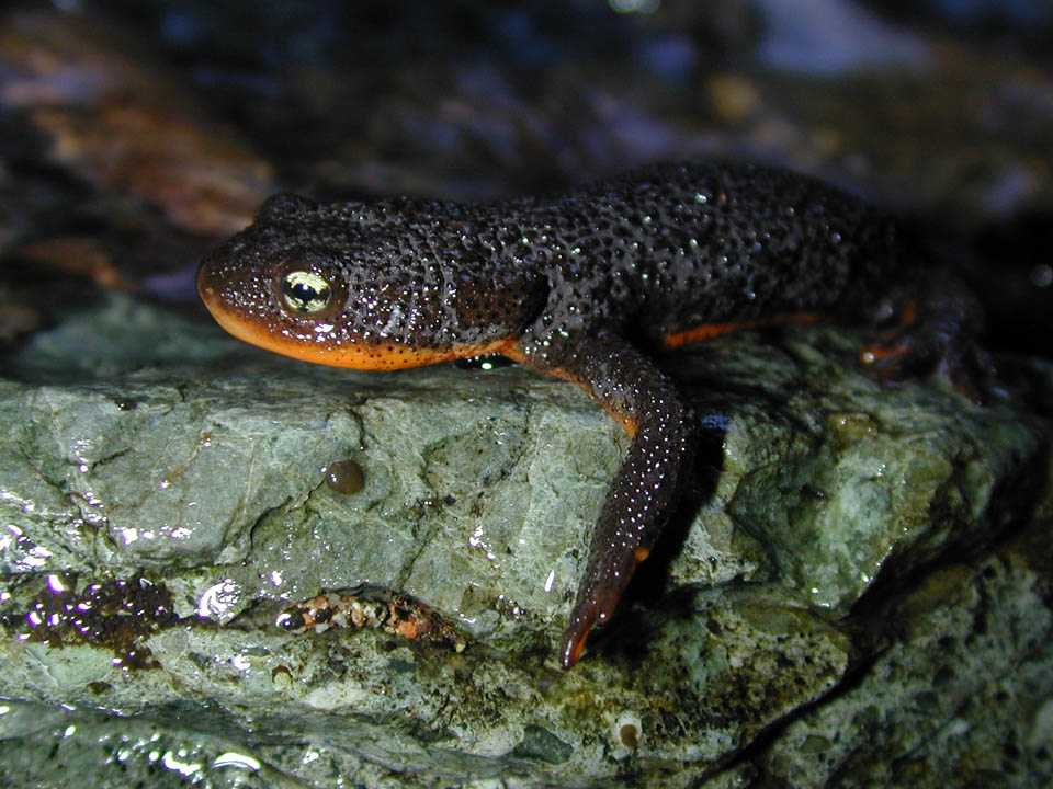 Rough Skinned Newt | Nonduality in Science